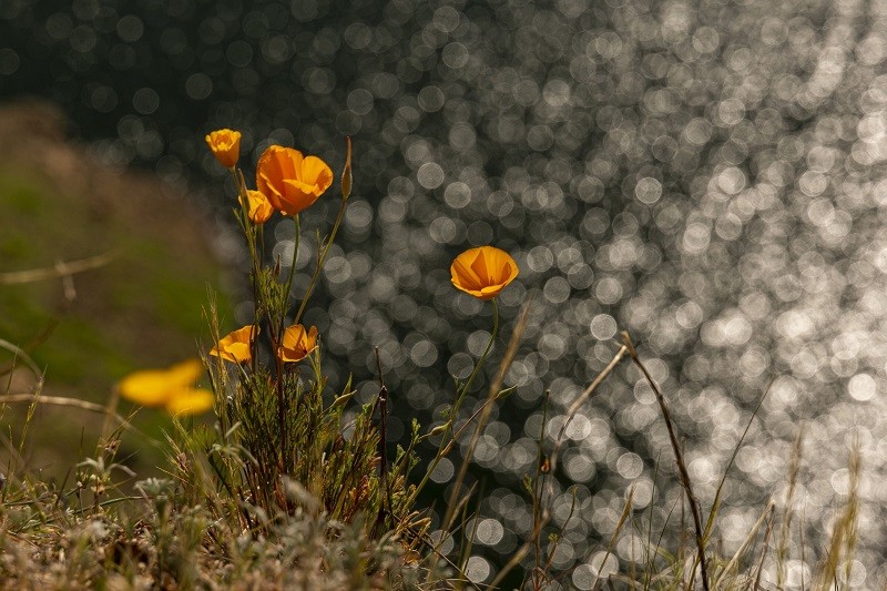 ESG AUM set to top $40 trillion by 2030, anchor capital markets